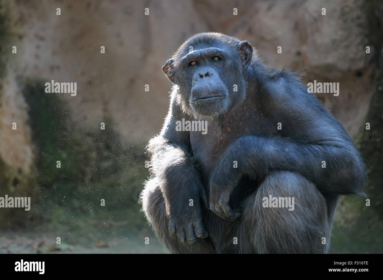 Chimpanzee Face High Resolution Stock Photography and Images - Alamy