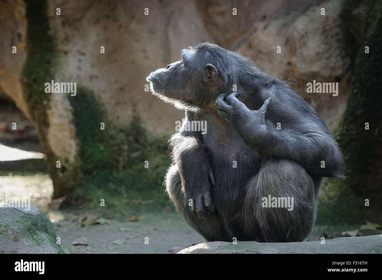 Monkey Scratching Head High Resolution Stock Photography and Images - Alamy