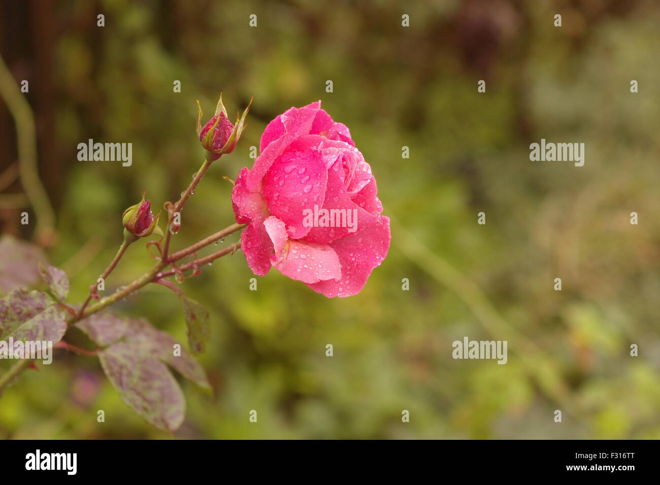 A Pink rose in Sneem Southern Ireland in September Stock Photo - Alamy