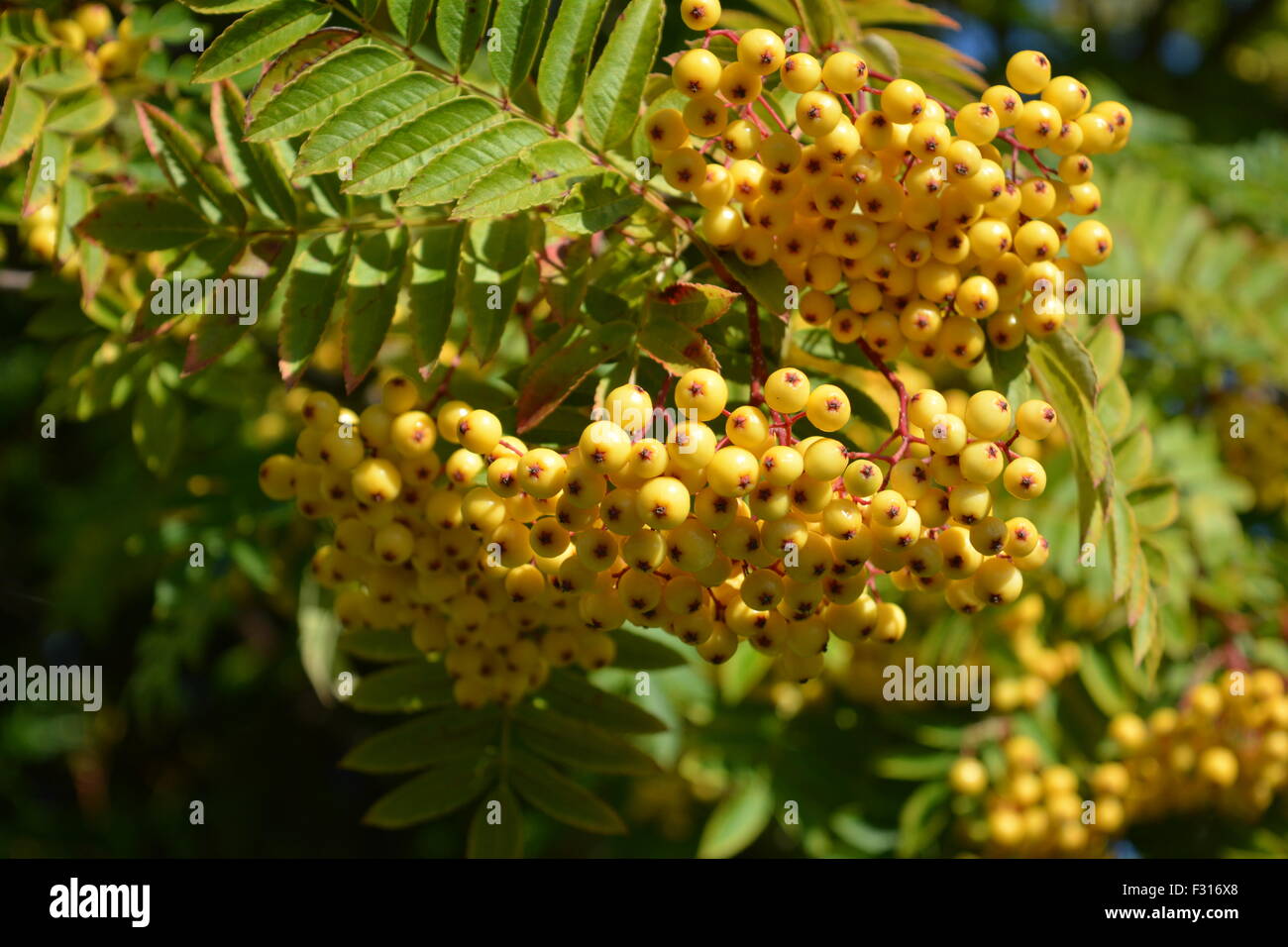 Sunny yellow berries Stock Photo - Alamy