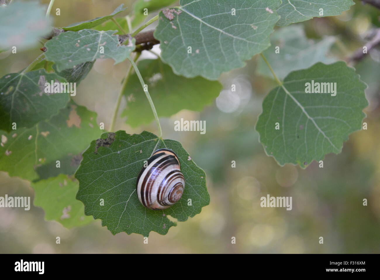 Striped snail hi-res stock photography and images - Alamy