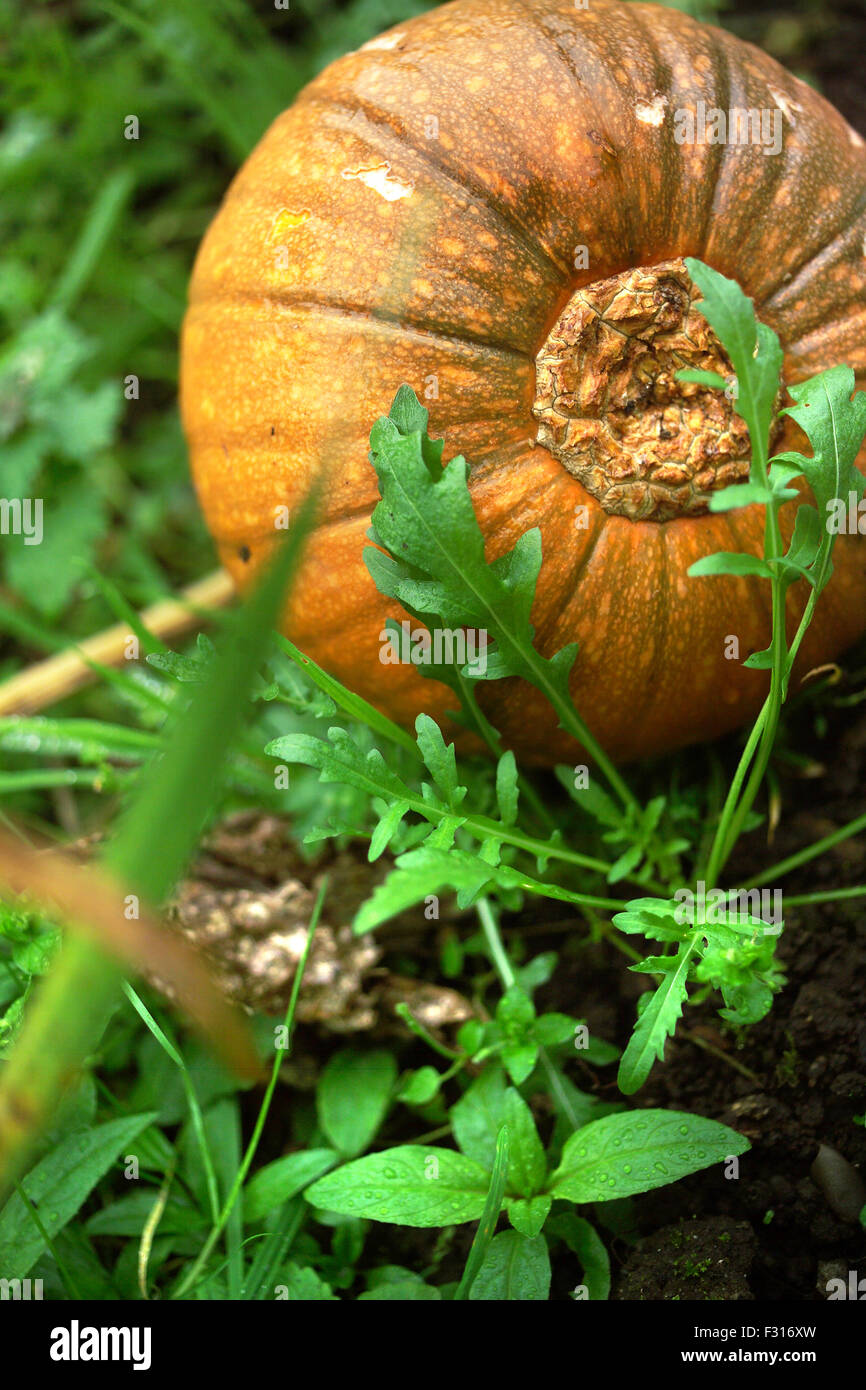 Pumpkin growing on an allotment Stock Photo - Alamy