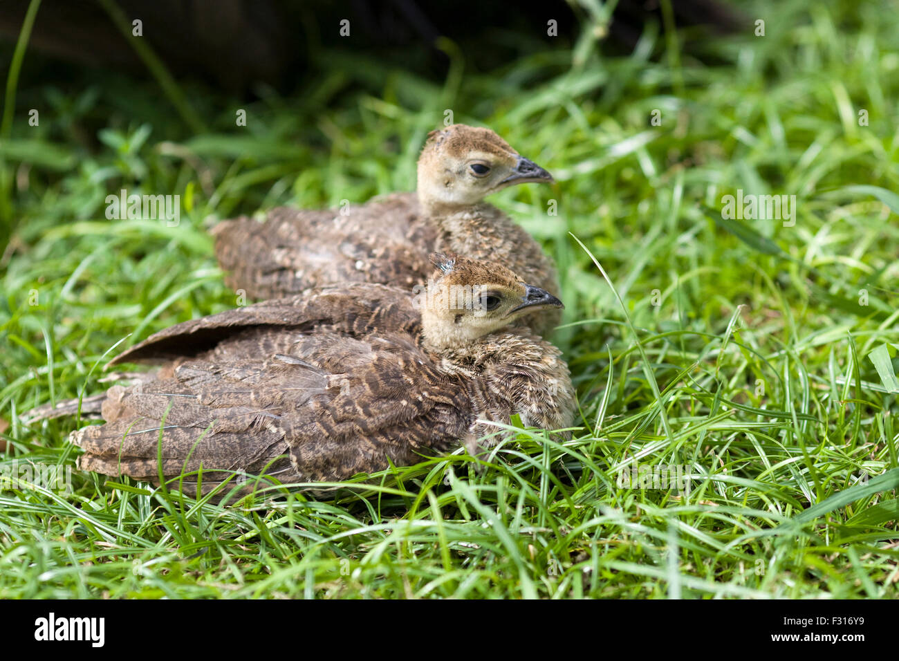 Peachick in grass hi-res stock photography and images - Alamy