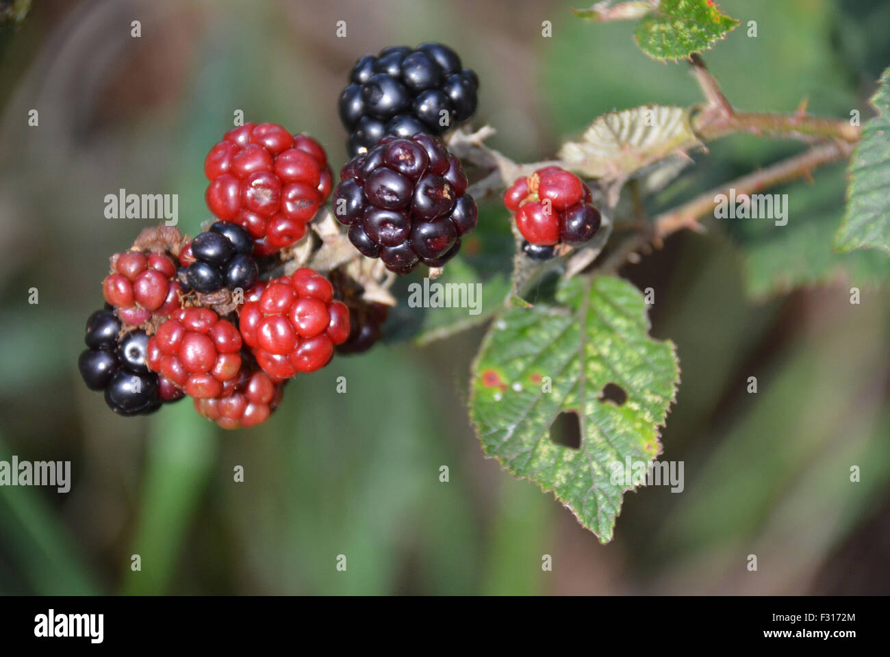 Ripe and ripening blackberries against a green background Stock Photo ...