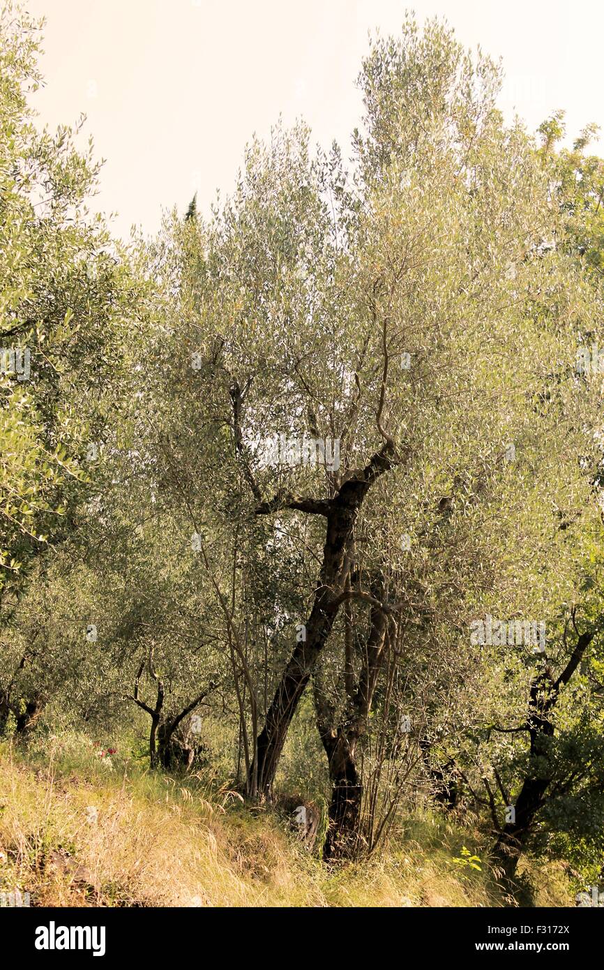 olive tree on Garda lake in northern Italy Stock Photo - Alamy