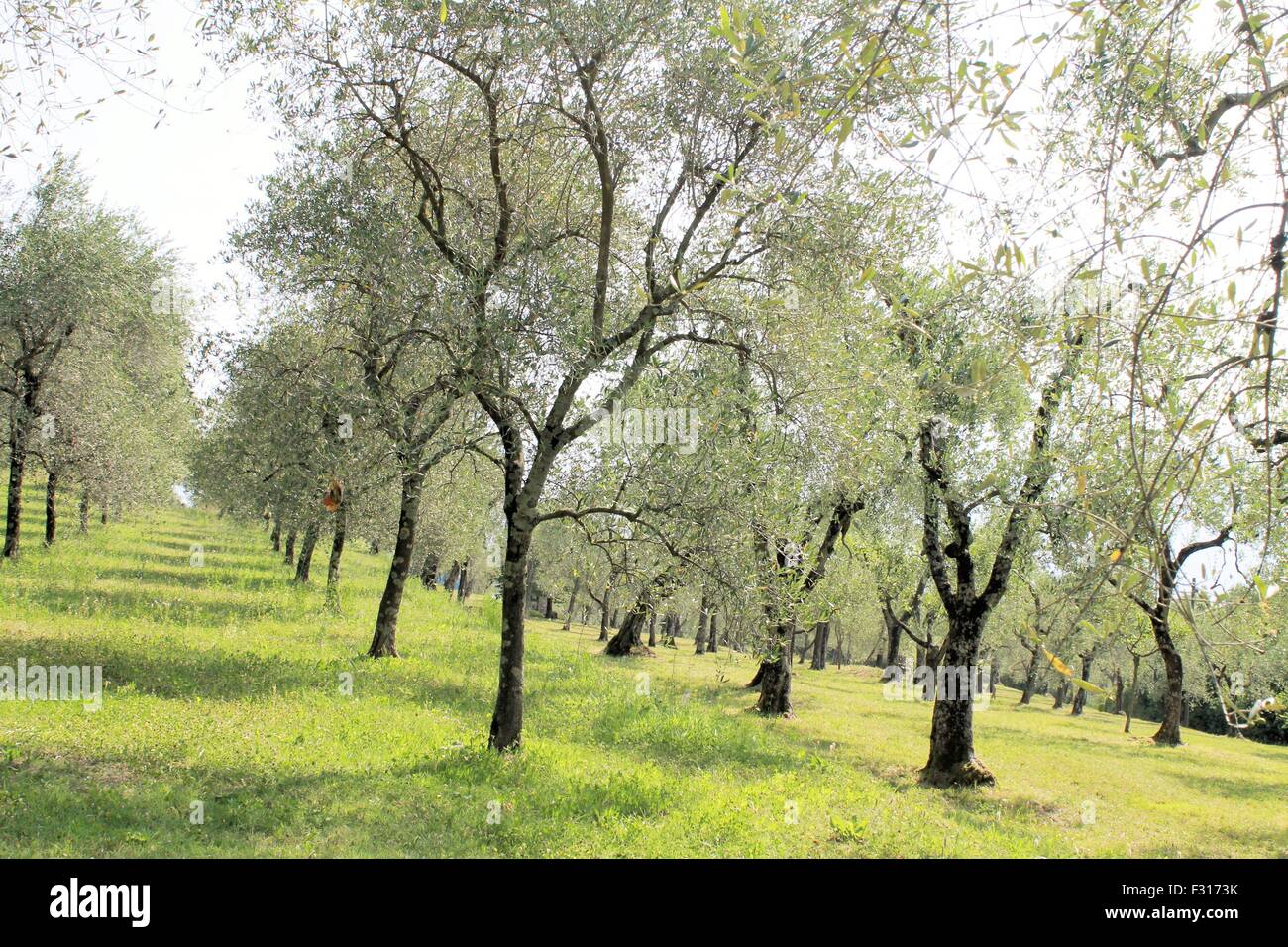 olive tree on Garda lake in northern Italy Stock Photo - Alamy