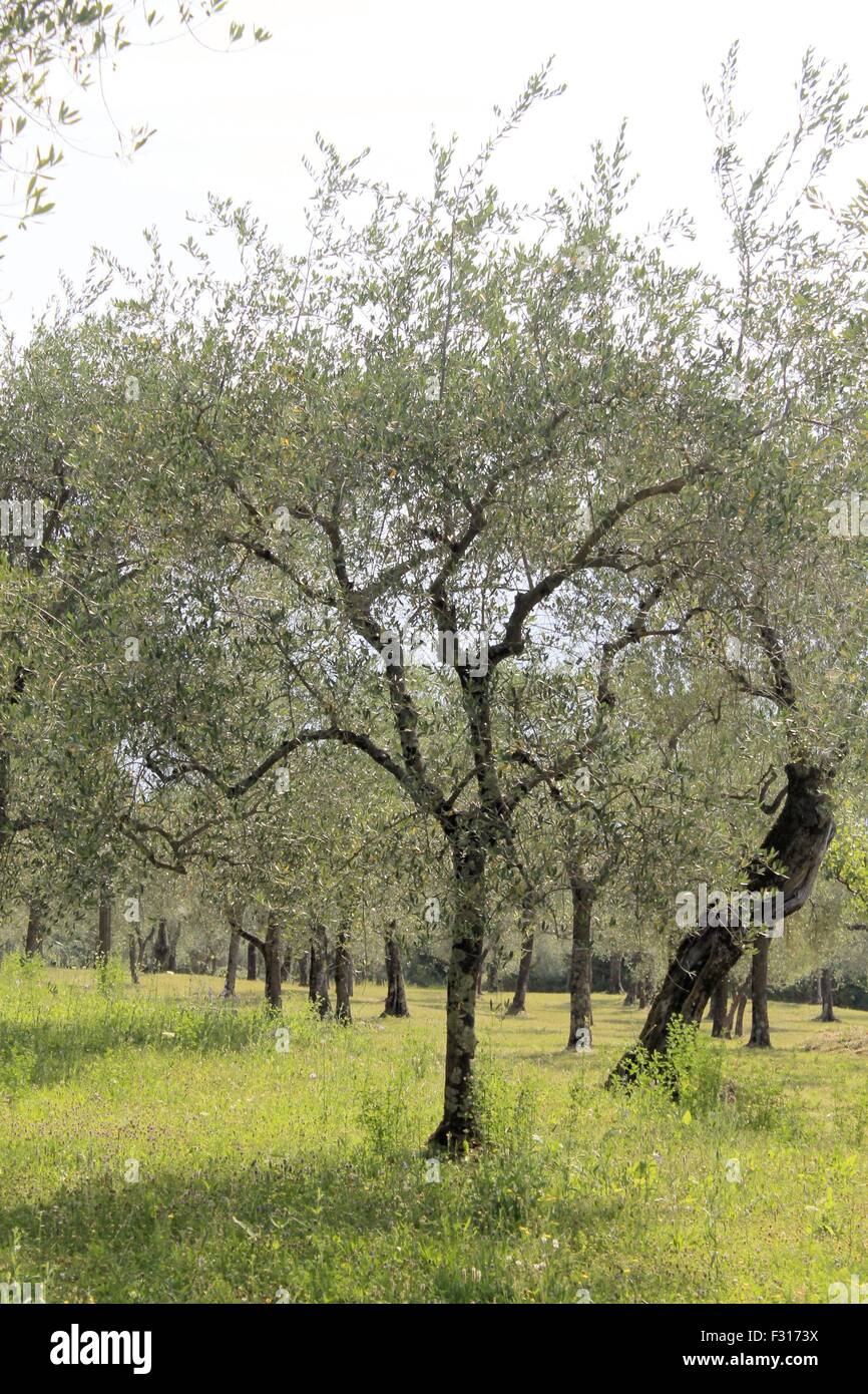olive tree on Garda lake in northern Italy Stock Photo - Alamy