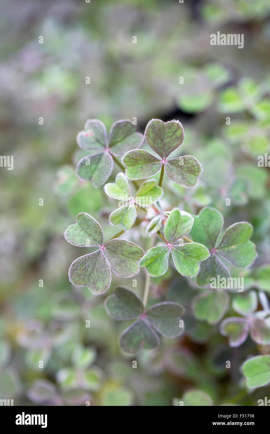 Oca new zealand yam oxalis hi-res stock photography and images - Alamy