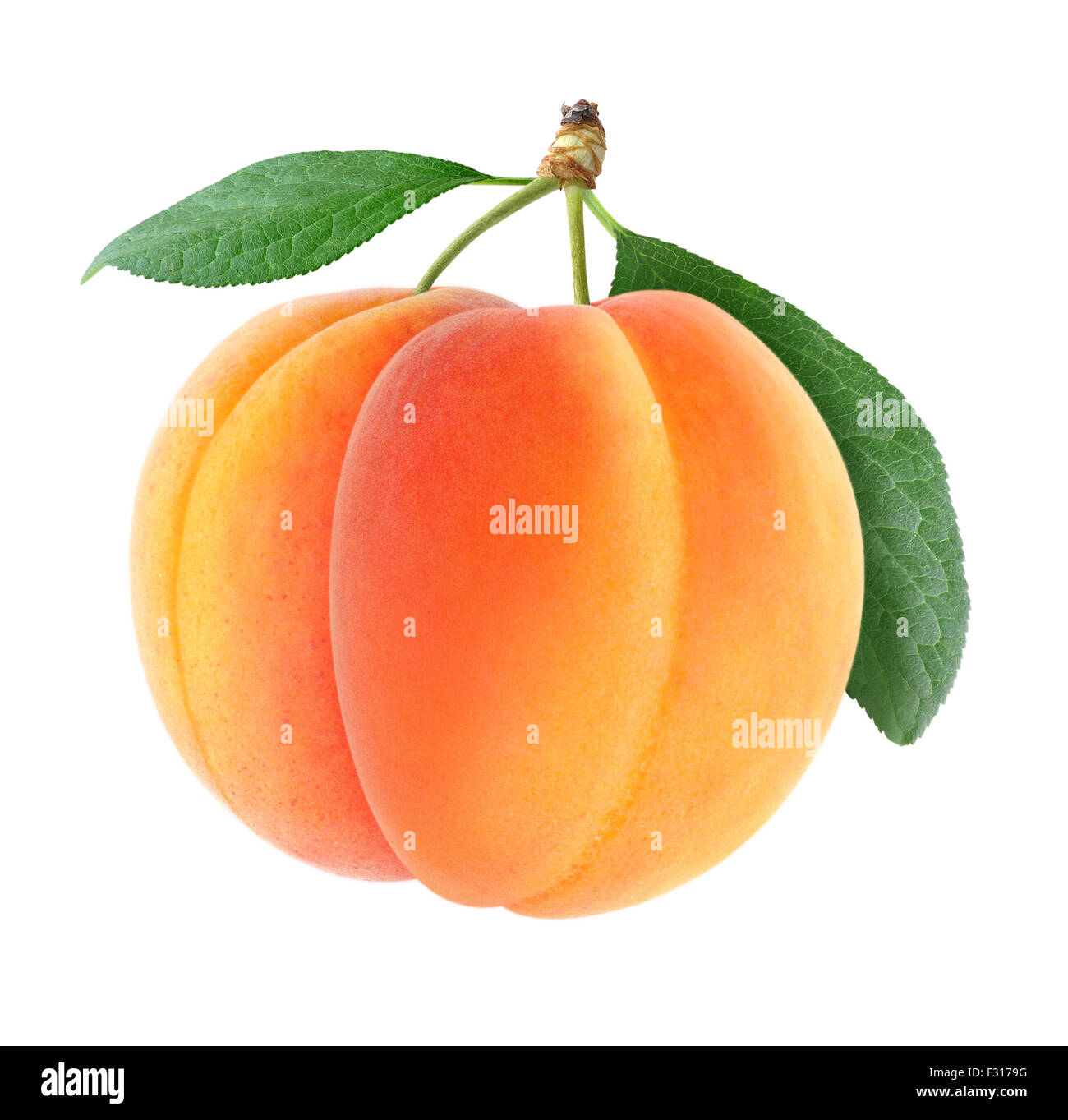 Two fresh apricots isolated on white Stock Photo - Alamy