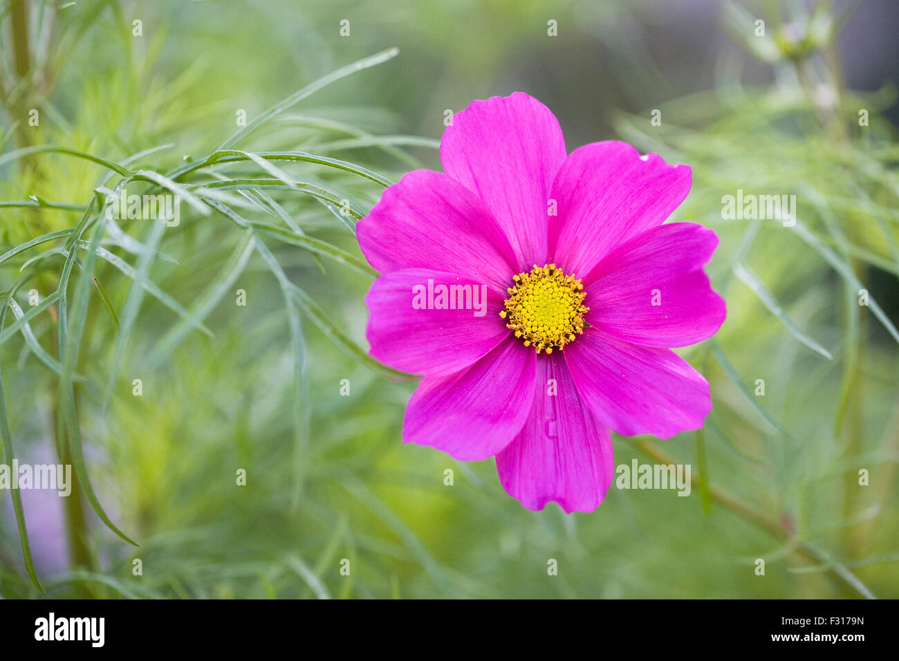 Pink cosmos flower garden hi-res stock photography and images - Alamy