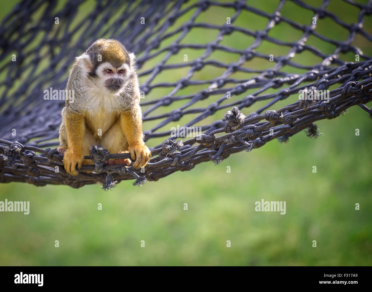 Net sit hi-res stock photography and images - Alamy