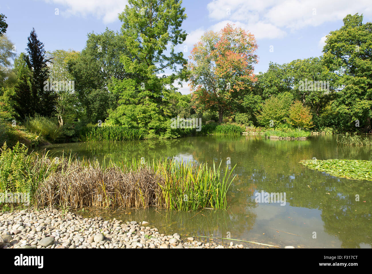 Attractive garden pond surrounded by tall trees and borders Stock Photo ...