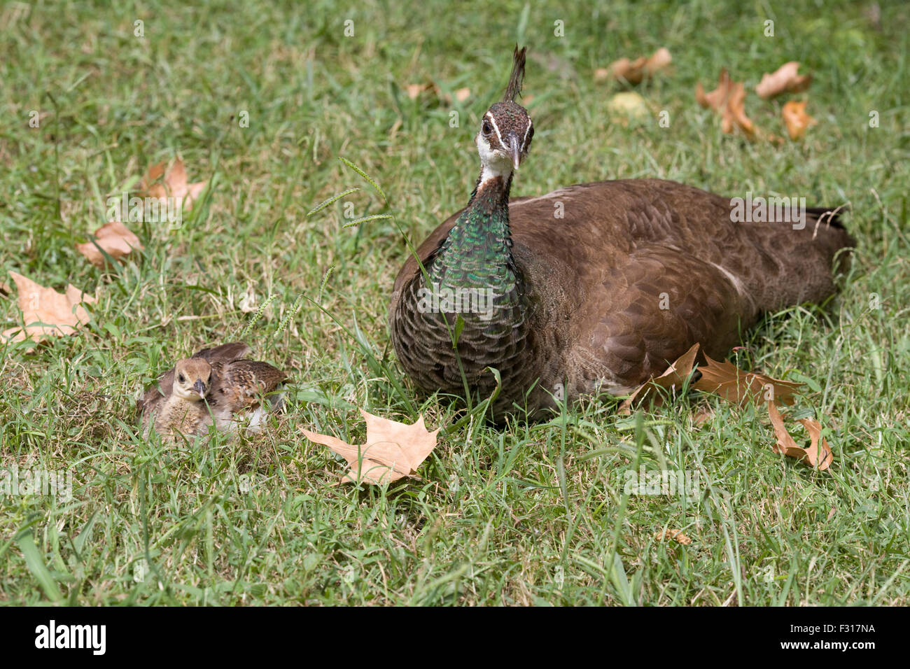 Peachick High Resolution Stock Photography and Images - Alamy