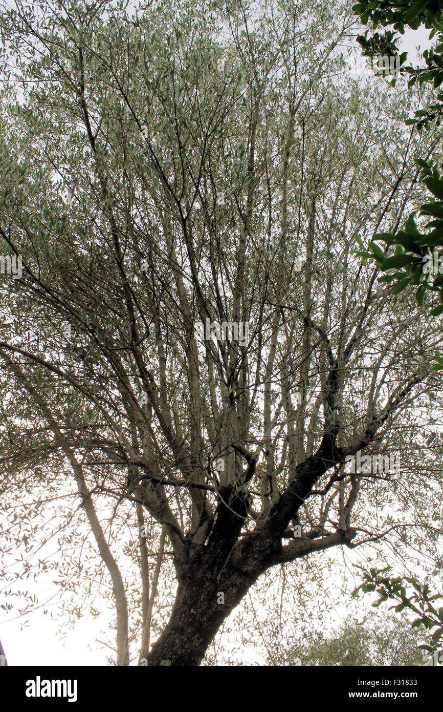 olive tree on Garda lake in northern Italy Stock Photo - Alamy