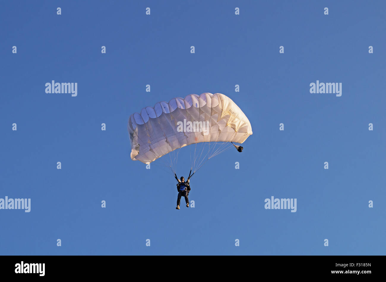 Parachutists - 2014. The skydiver flight under white parachute Stock ...