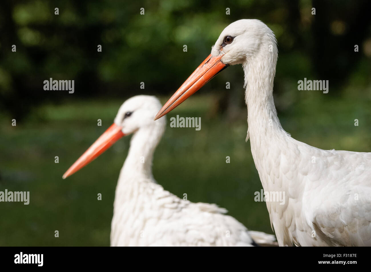 White stork two adult hi-res stock photography and images - Alamy