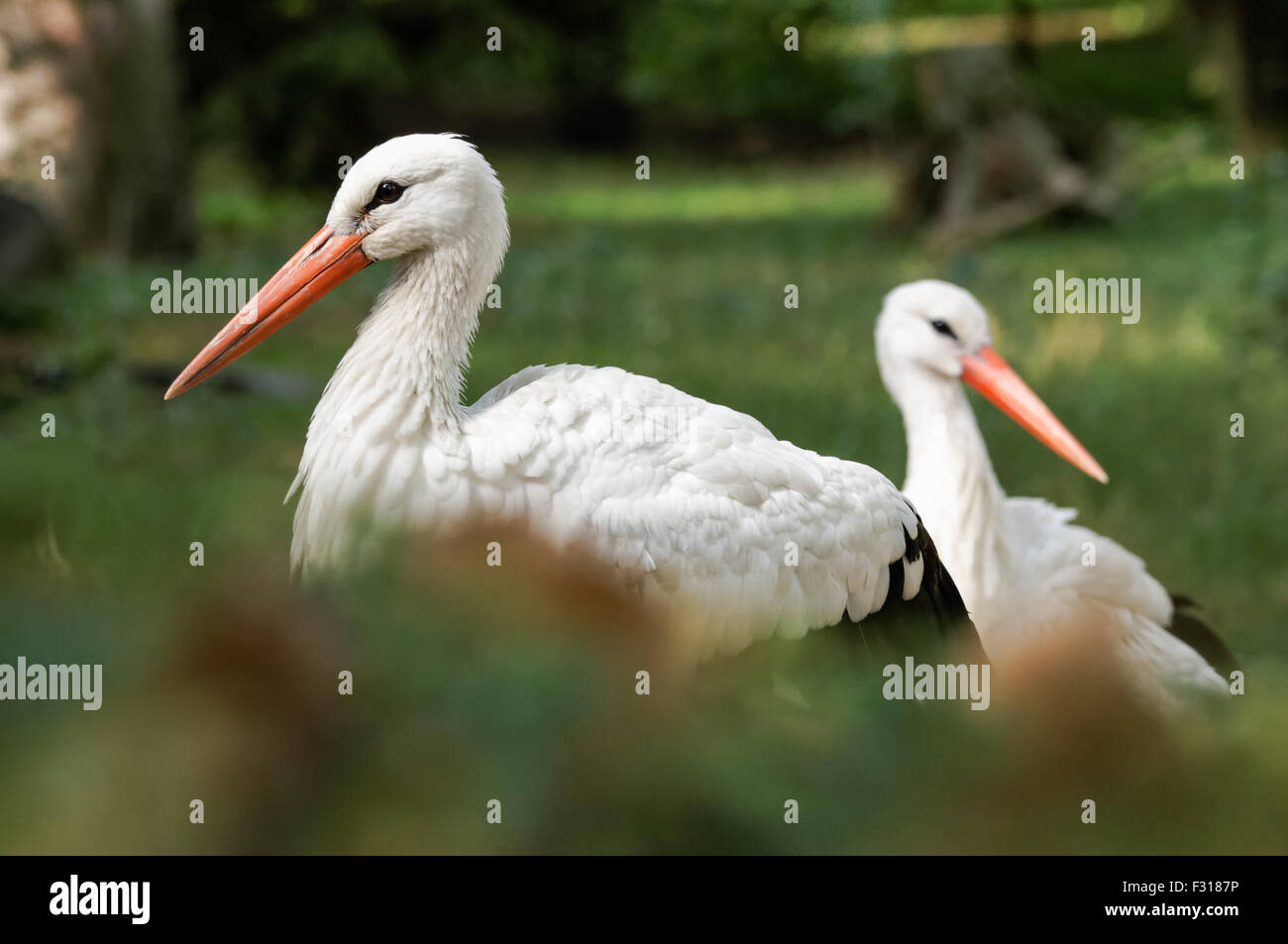 White storks hi-res stock photography and images - Alamy