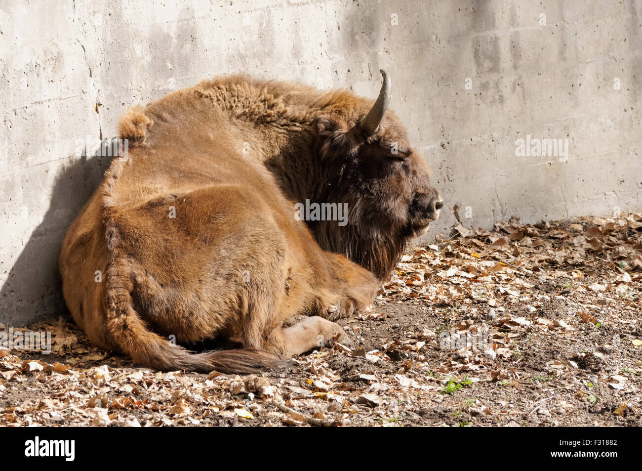 The European bison ,Bison bonasus in enclosure Stock Photo - Alamy