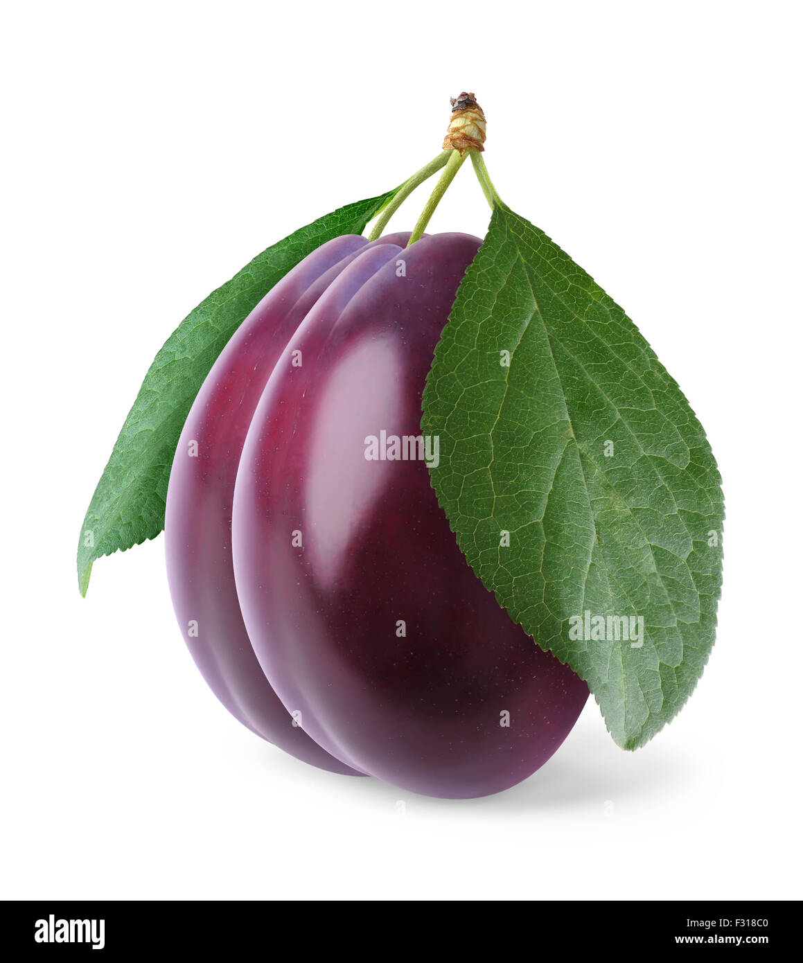 Two fresh plums leaves hi-res stock photography and images - Alamy