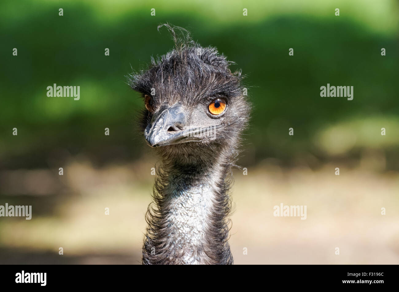 Emu head portrait hi-res stock photography and images - Alamy