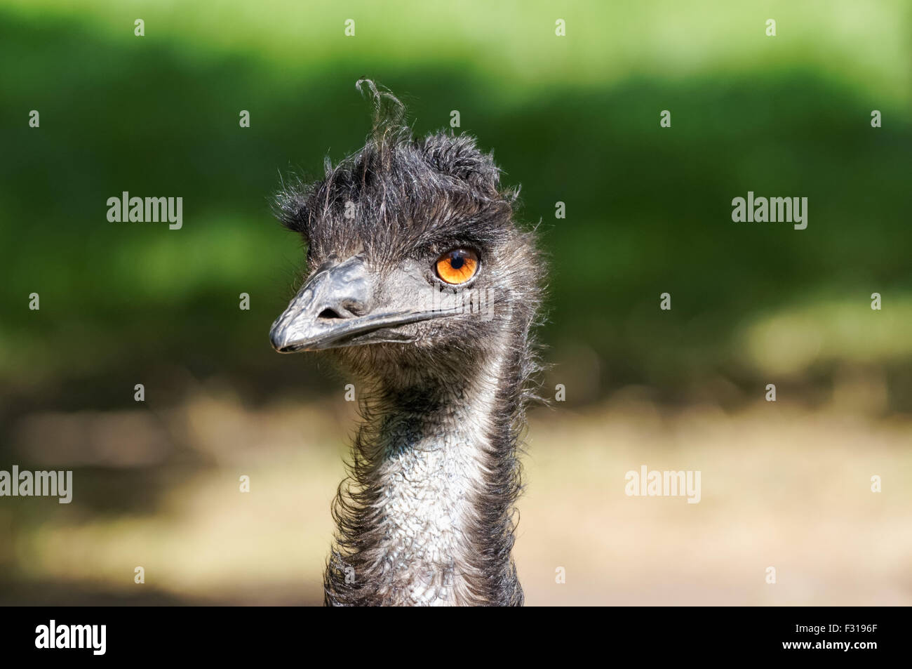 Emu head portrait hi-res stock photography and images - Alamy