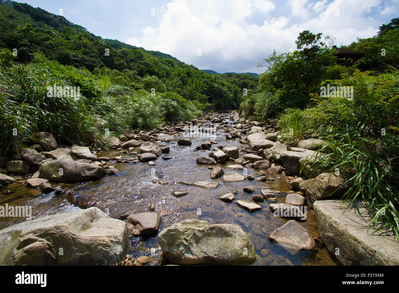 Forest of taiwan hi-res stock photography and images - Alamy