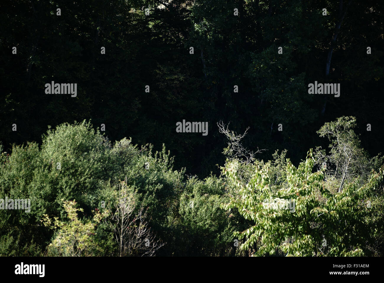 Trees and thickets and bushes hi-res stock photography and images - Alamy
