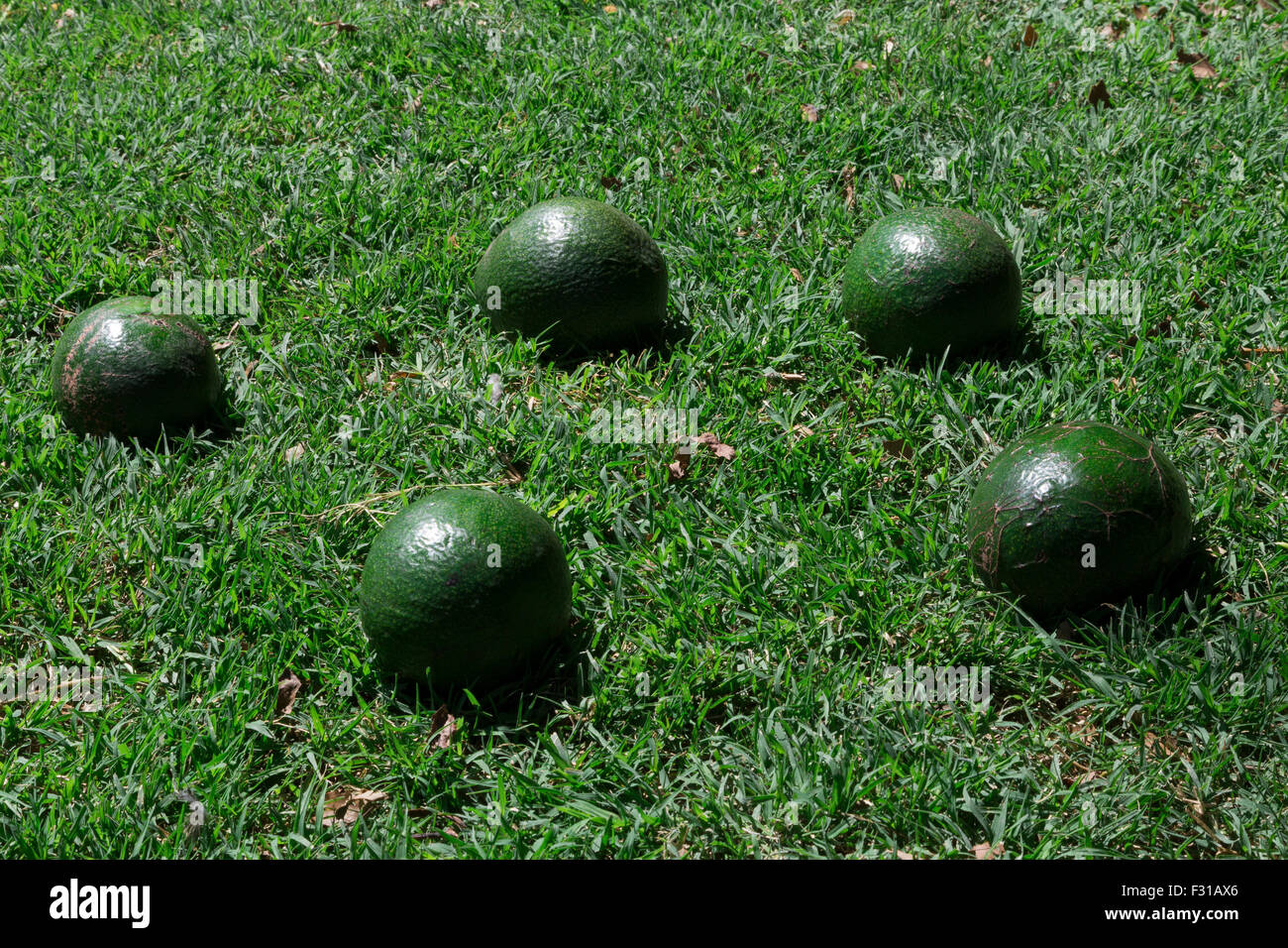Five avocados hi-res stock photography and images - Alamy