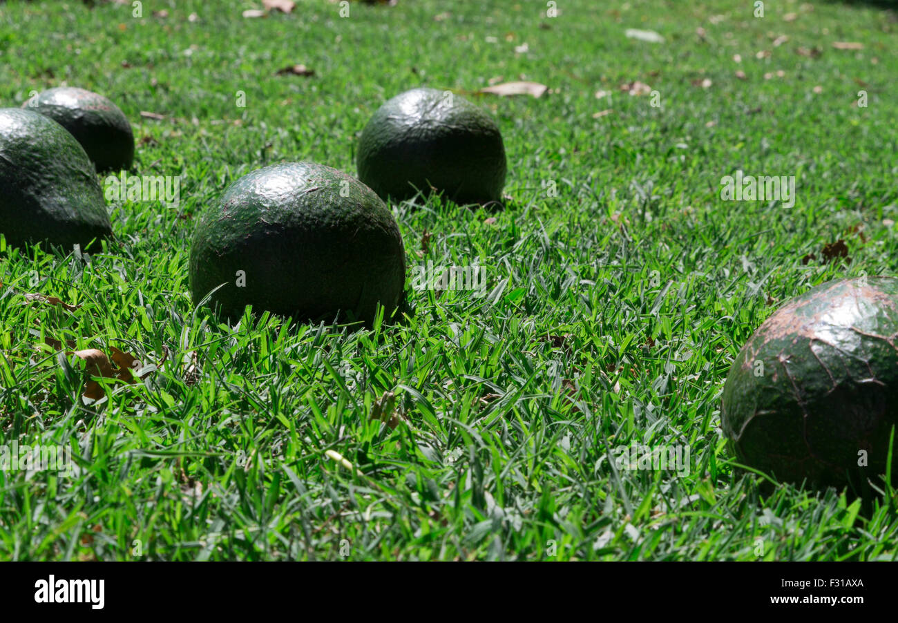 Five avocados hi-res stock photography and images - Alamy