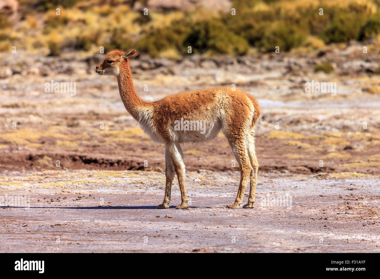 Vicunas grazing in highlands chile hi-res stock photography and images ...