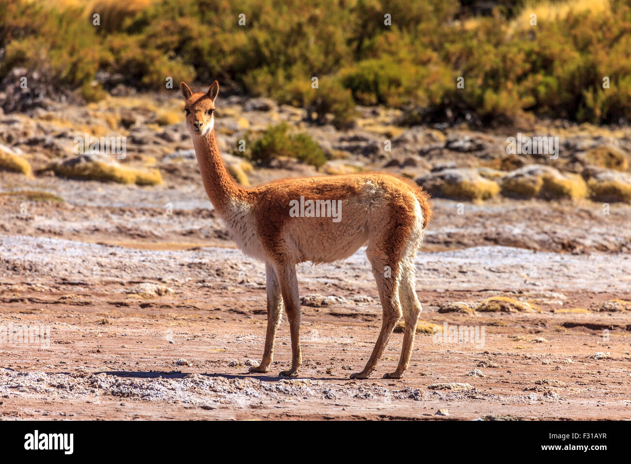 Vicunas hi-res stock photography and images - Alamy