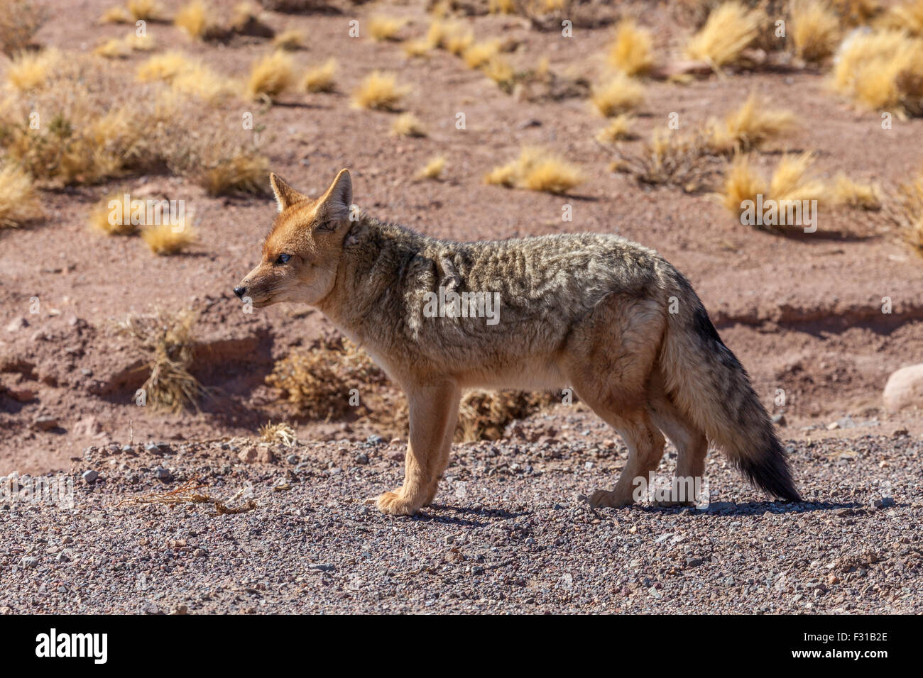 Culpeo (Andean Fox - Lycalopex culpaeus Stock Photo - Alamy