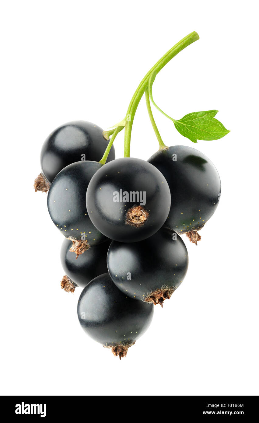 Ripe blackcurrant isolated on Cut Out Stock Images & Pictures - Alamy