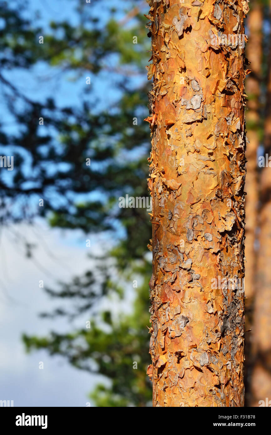 Pine mast hi-res stock photography and images - Alamy