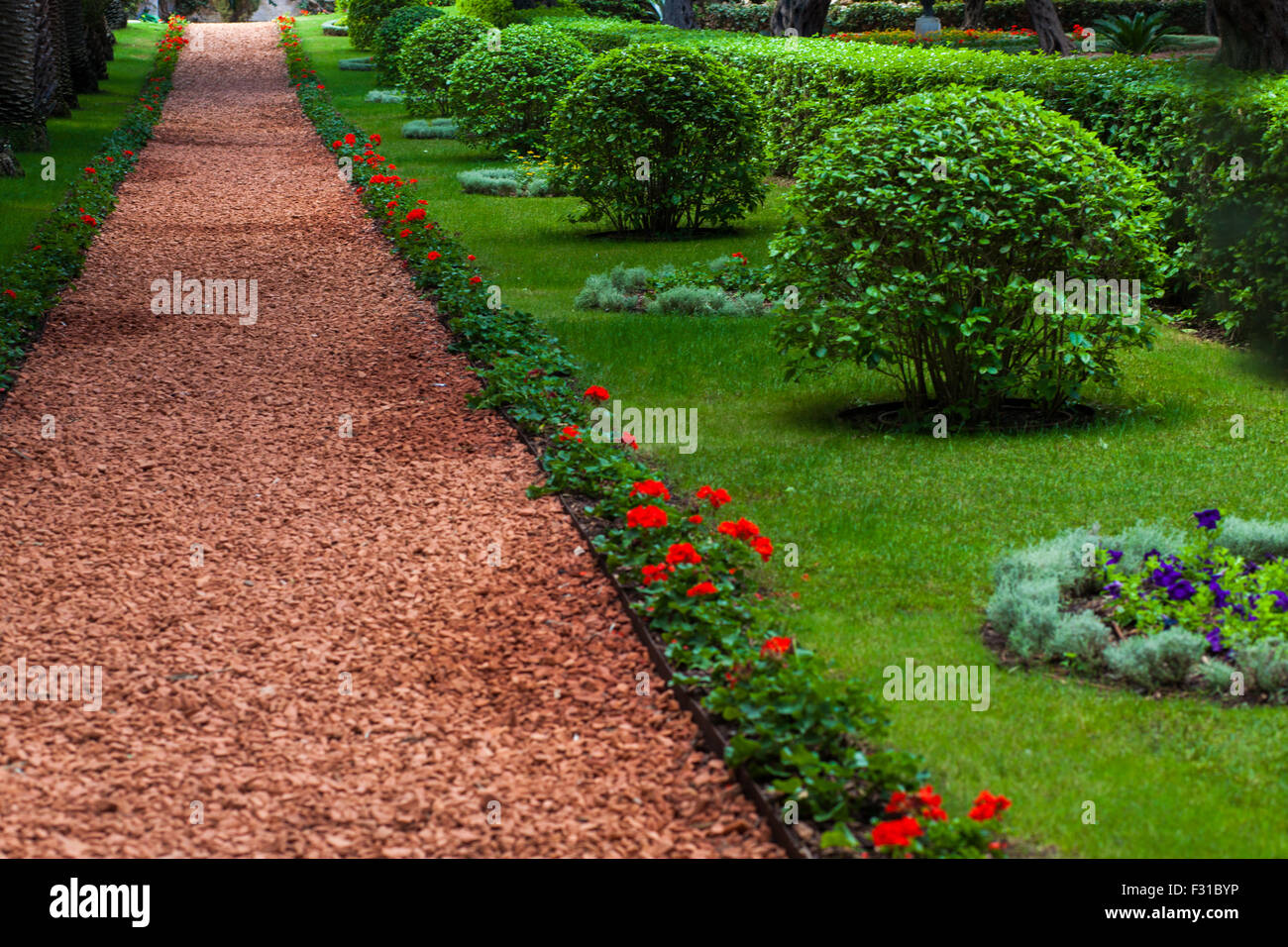 Several flat bushes in the garden Stock Photo - Alamy