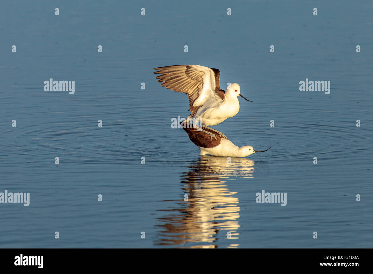 Recurvirostra andina hi-res stock photography and images - Alamy