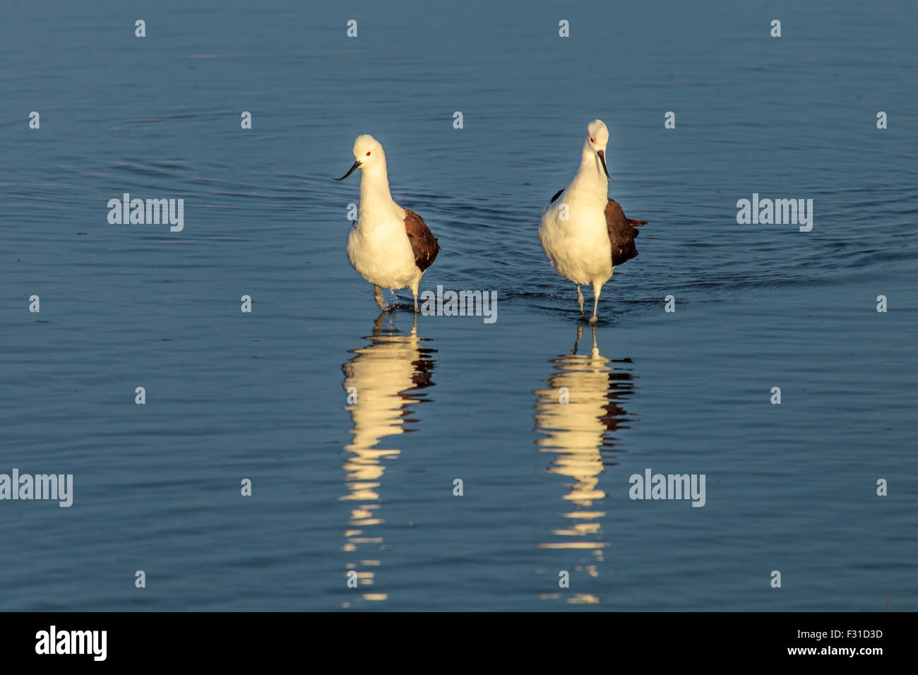 Recurvirostra andina hi-res stock photography and images - Alamy