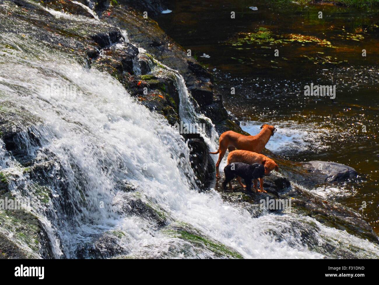 Three dogs standing at the bottom of a waterfall Stock Photo - Alamy