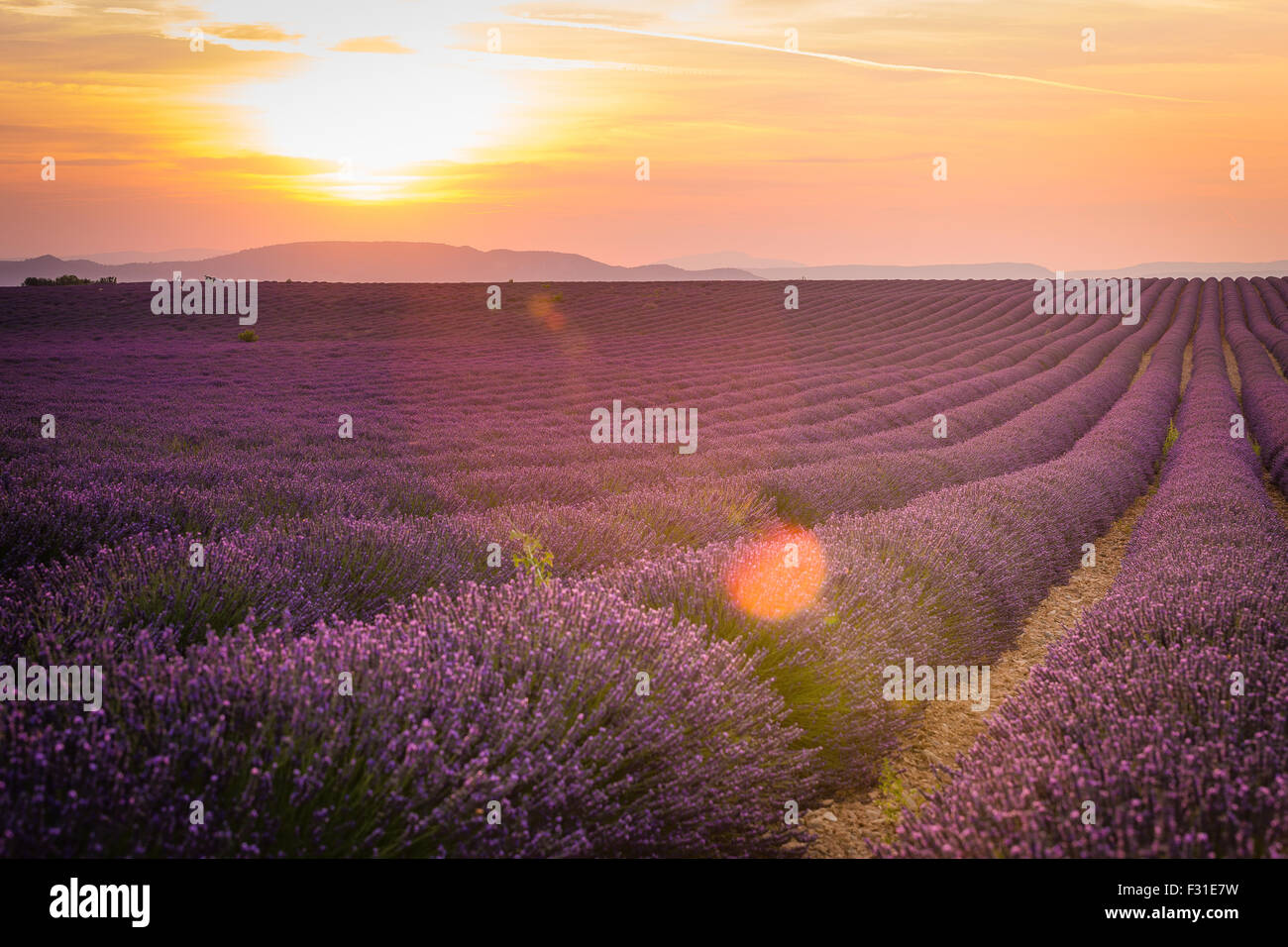Provence, Valensole Plateau, Lavender field in bloom Stock Photo - Alamy