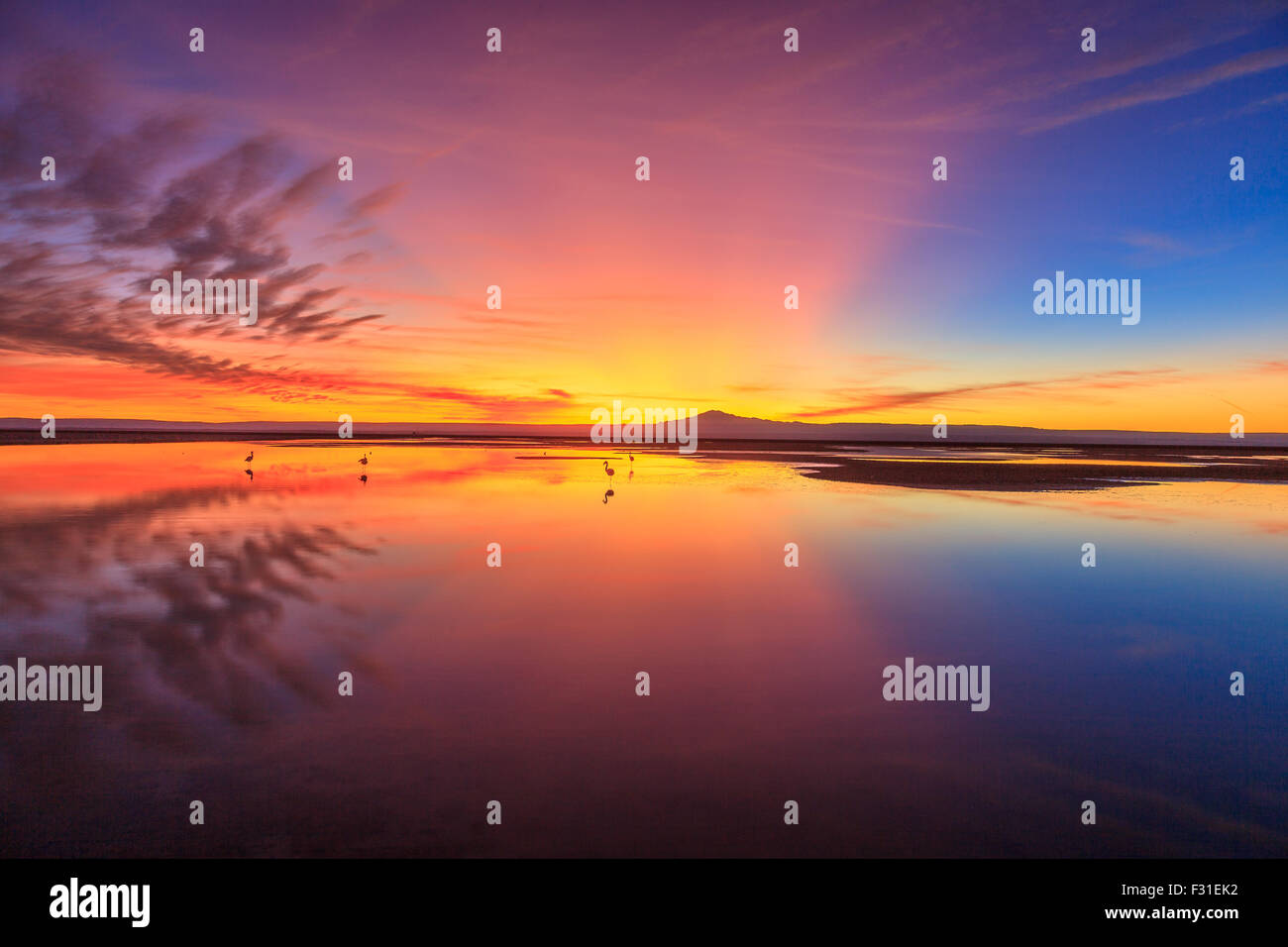 Pink flamingos at sunset hi-res stock photography and images - Alamy