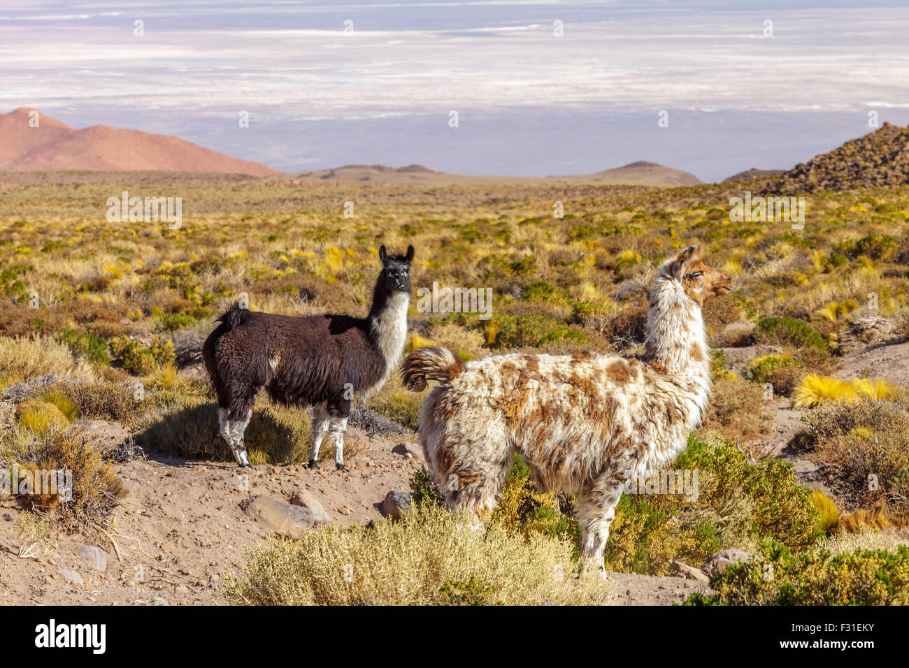 Alpaca grazing in the highlands of Chile Stock Photo - Alamy