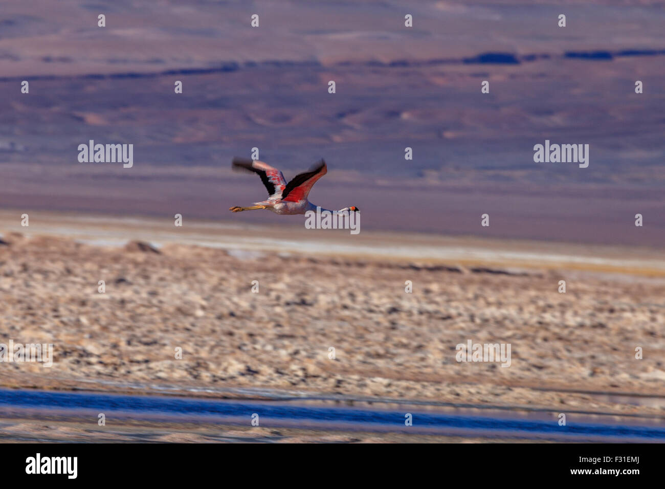 Flamingo is flying hi-res stock photography and images - Alamy