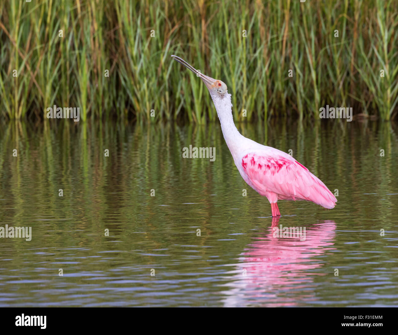 Roseate spoonbill (Platalea ajaja) calling a mate, Galveston, Texas ...