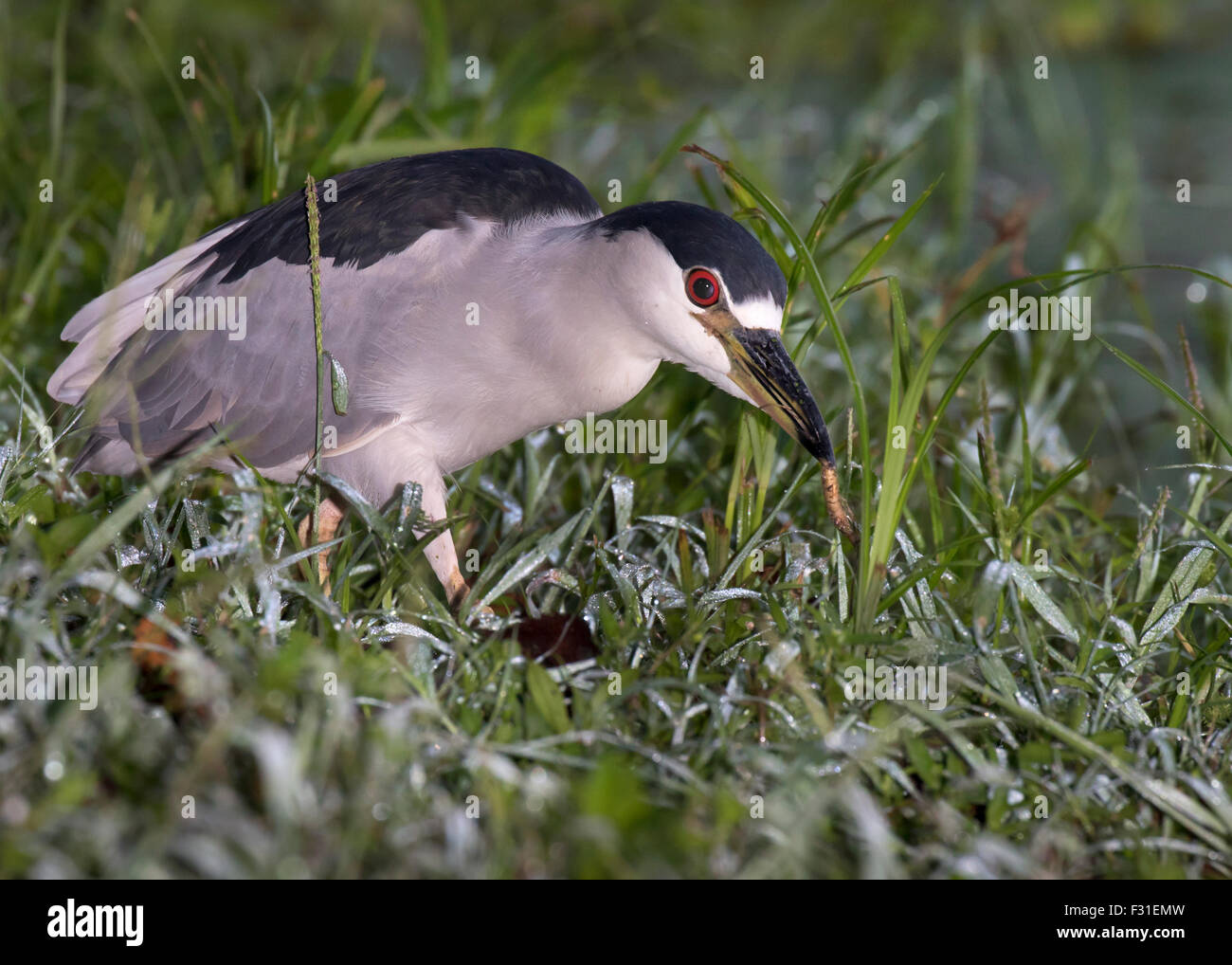 Black-crowned night heron (Nycticorax nycticorax) foraging at morning ...