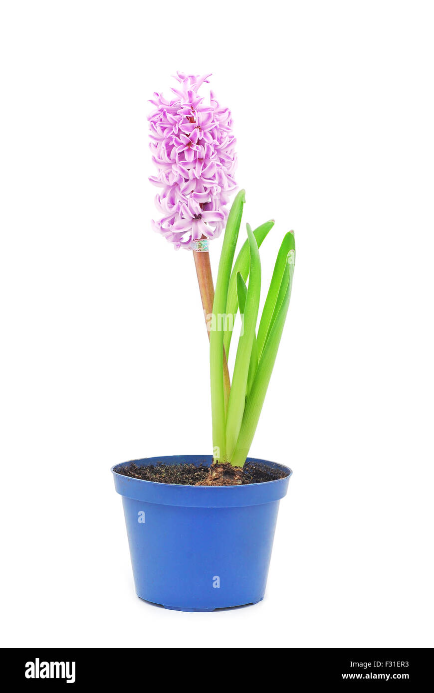 hyacinth in pot on white Stock Photo - Alamy