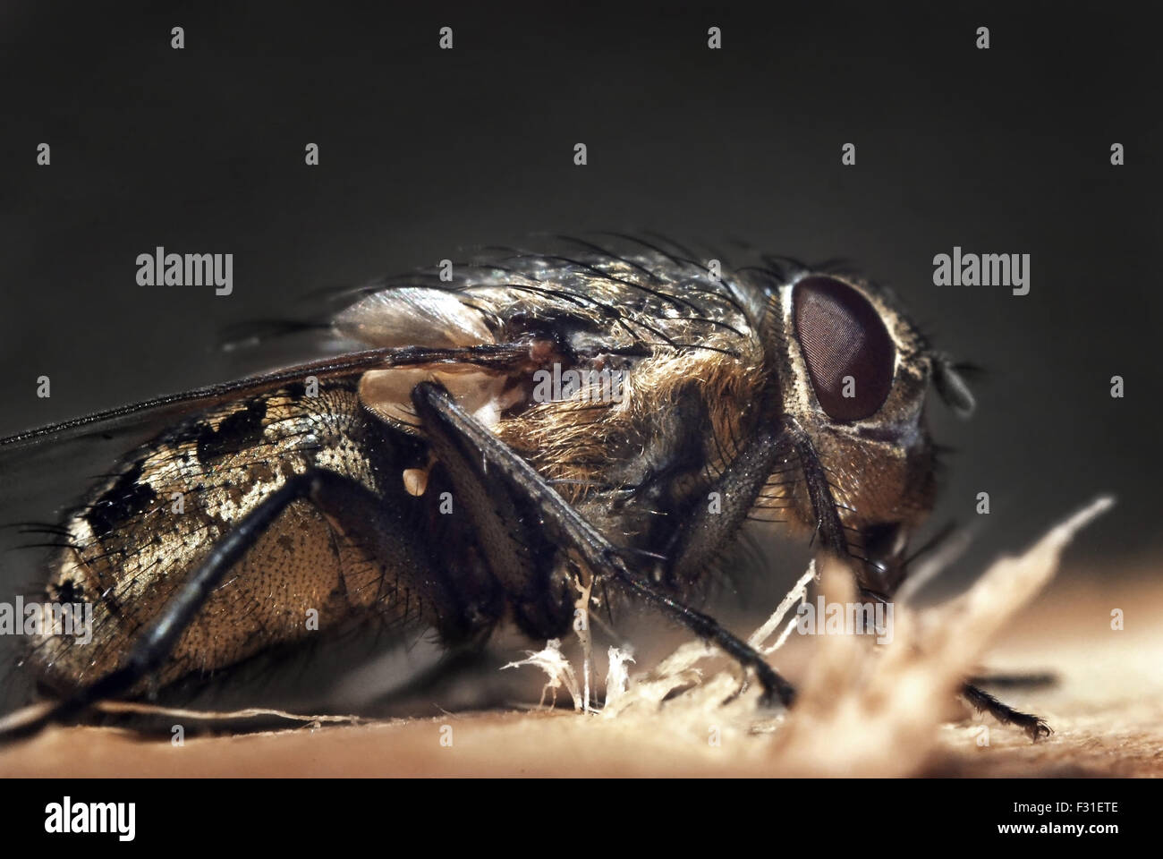 macro fly side view closeup Stock Photo - Alamy