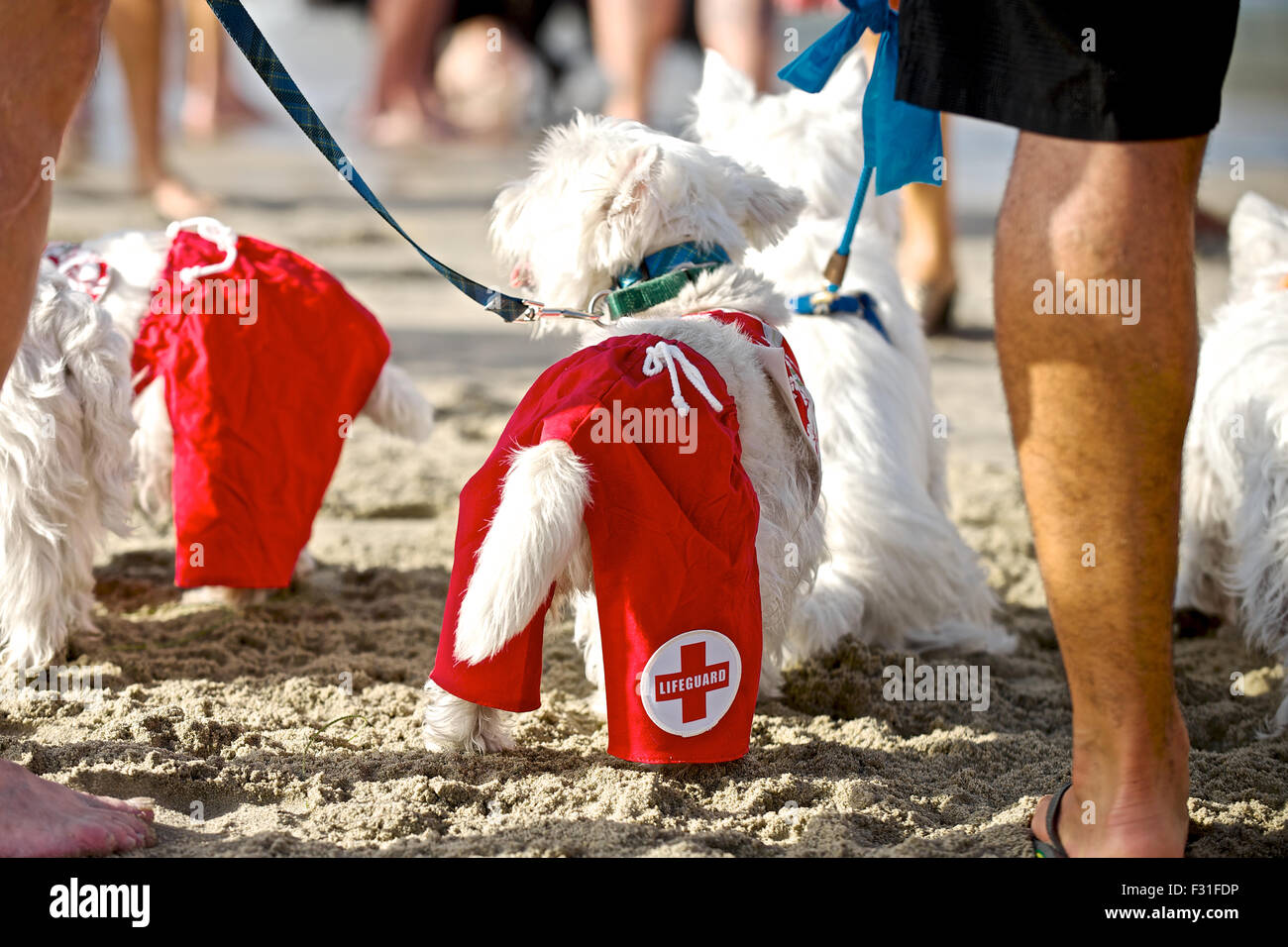 Oc lifeguards hi-res stock photography and images - Alamy