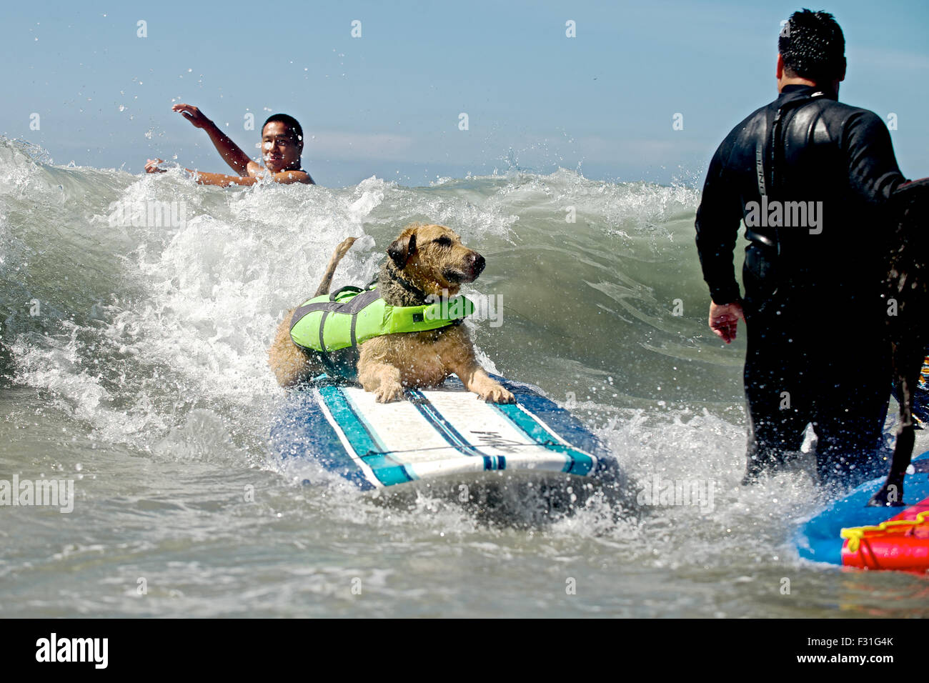 Huntington doggy beach hi-res stock photography and images - Alamy