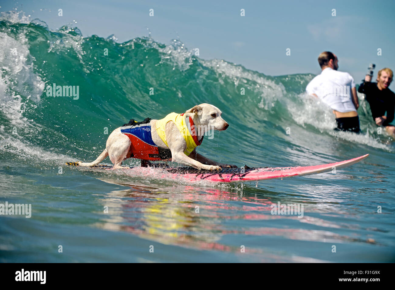 Huntington Beach, California, USA. 27th Sep, 2015. Sugar the surf dog ...
