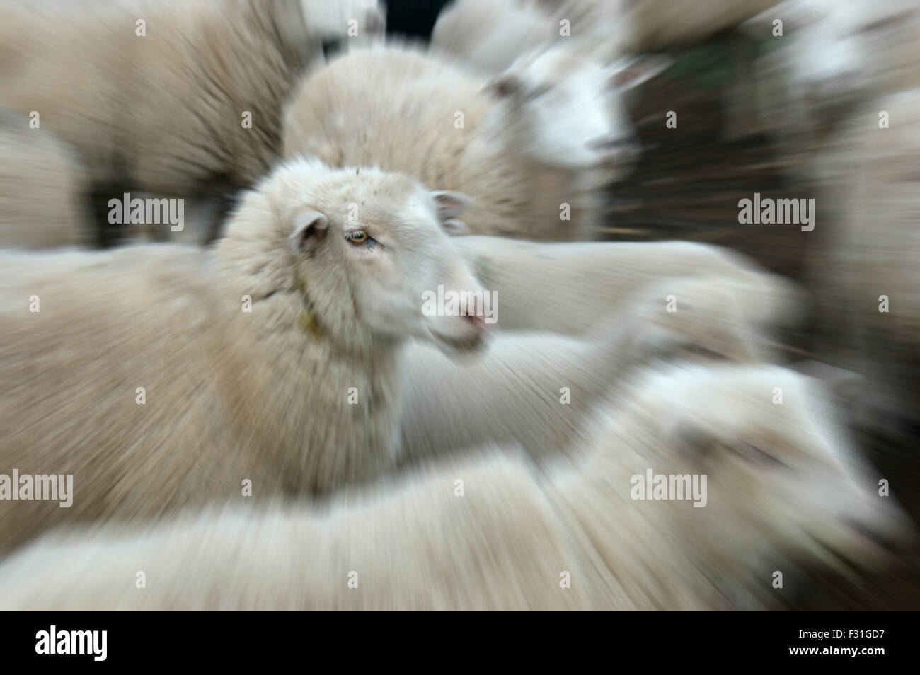 mob of sheep in holding pen Stock Photo - Alamy